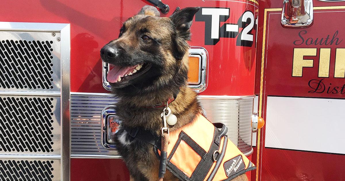Pet Fire Safety | Tartar Shield