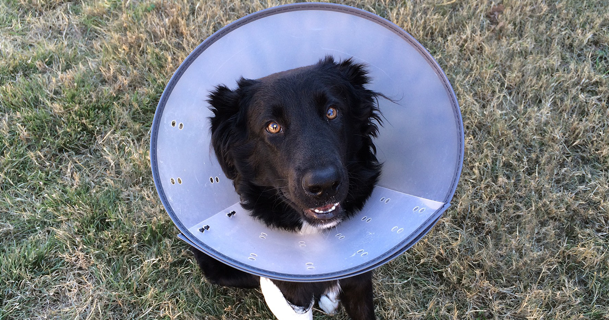 Pet First Aid | Tartar Shield