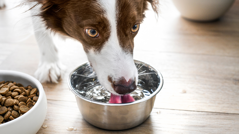 How Much Water Should A Dog Drink? | Dog Hydration Guide | Tartar Shield
