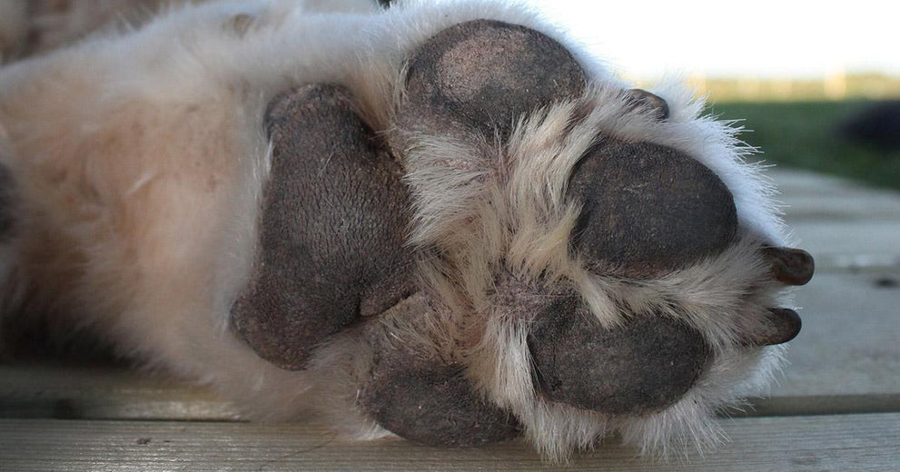 Summertime Paw Protection | Tartar Shield