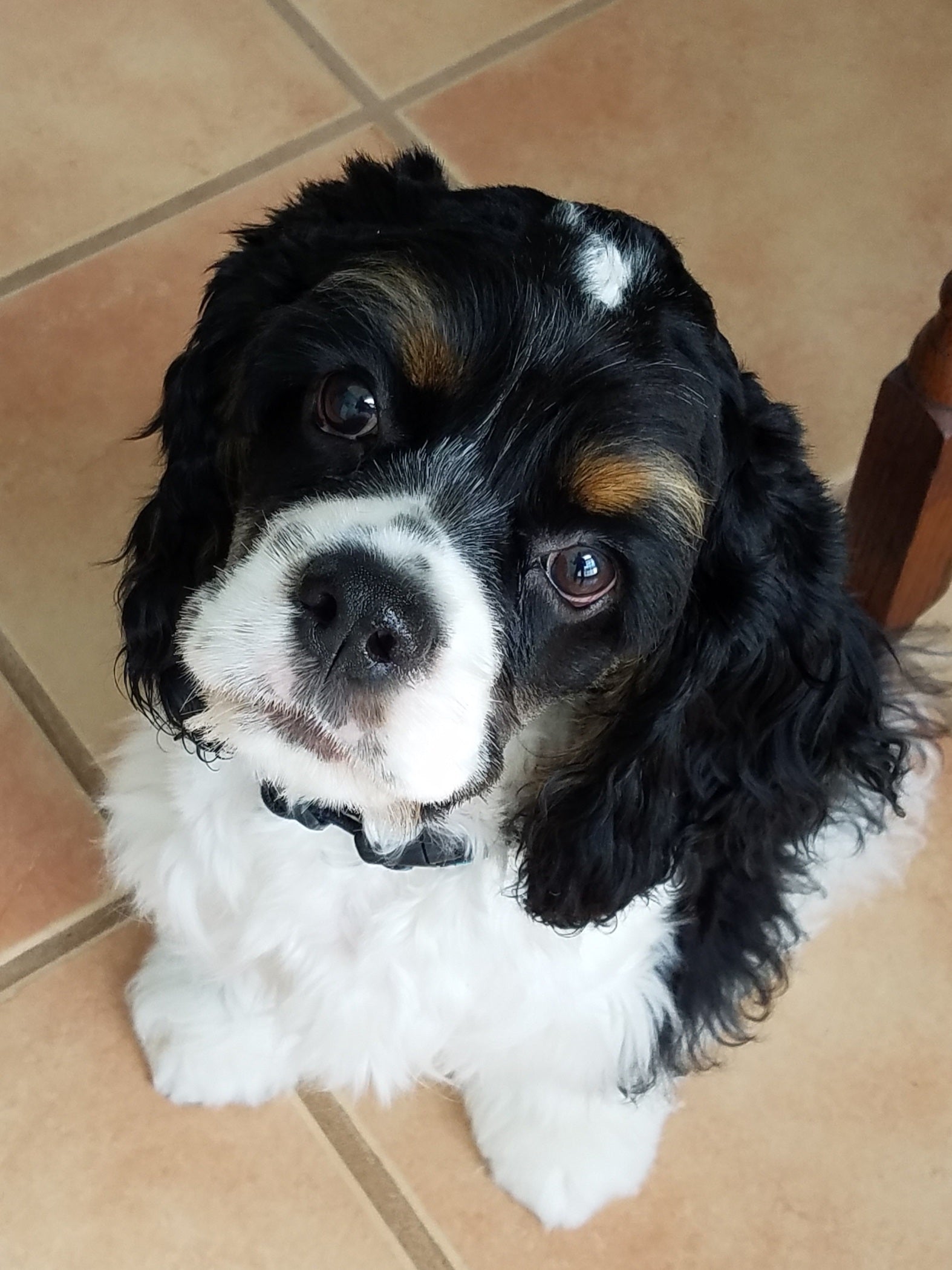 Tartar Shield | Cleaner, Healthier Teeth for Healthier, Happier Pets ...