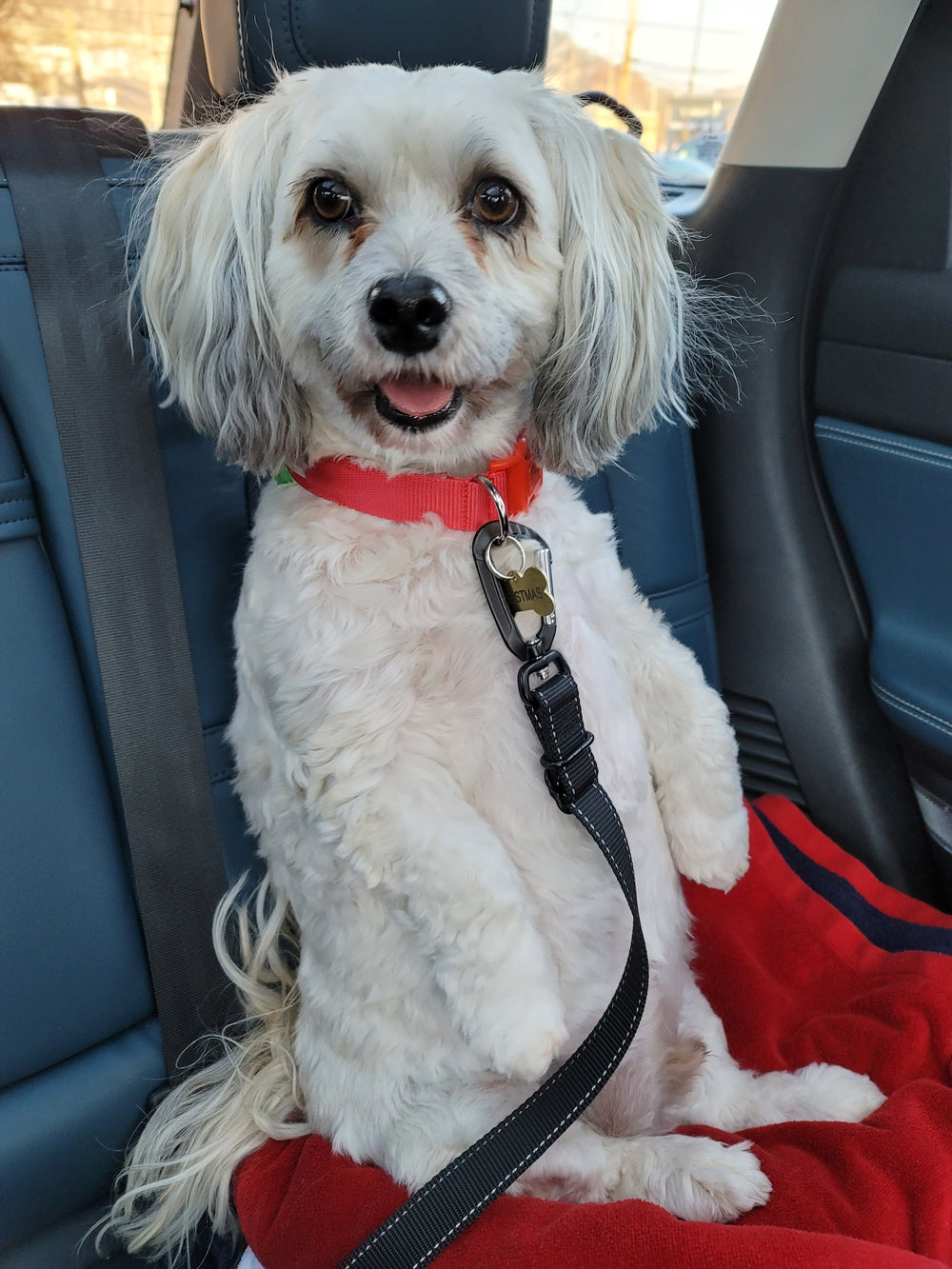 Tartar Shield | Cleaner, Healthier Teeth for Healthier, Happier Pets ...