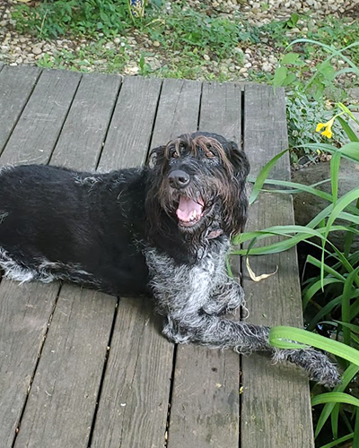 Tartar Shield | Cleaner, Healthier Teeth for Healthier, Happier Pets ...