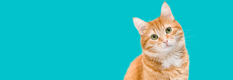 Tartar Shield | Cleaner, Healthier Teeth for Healthier, Happier Pets ...