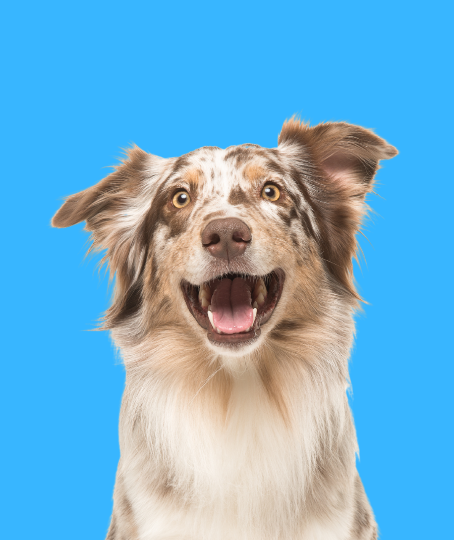 Tartar Shield | Cleaner, Healthier Teeth for Healthier, Happier Pets ...