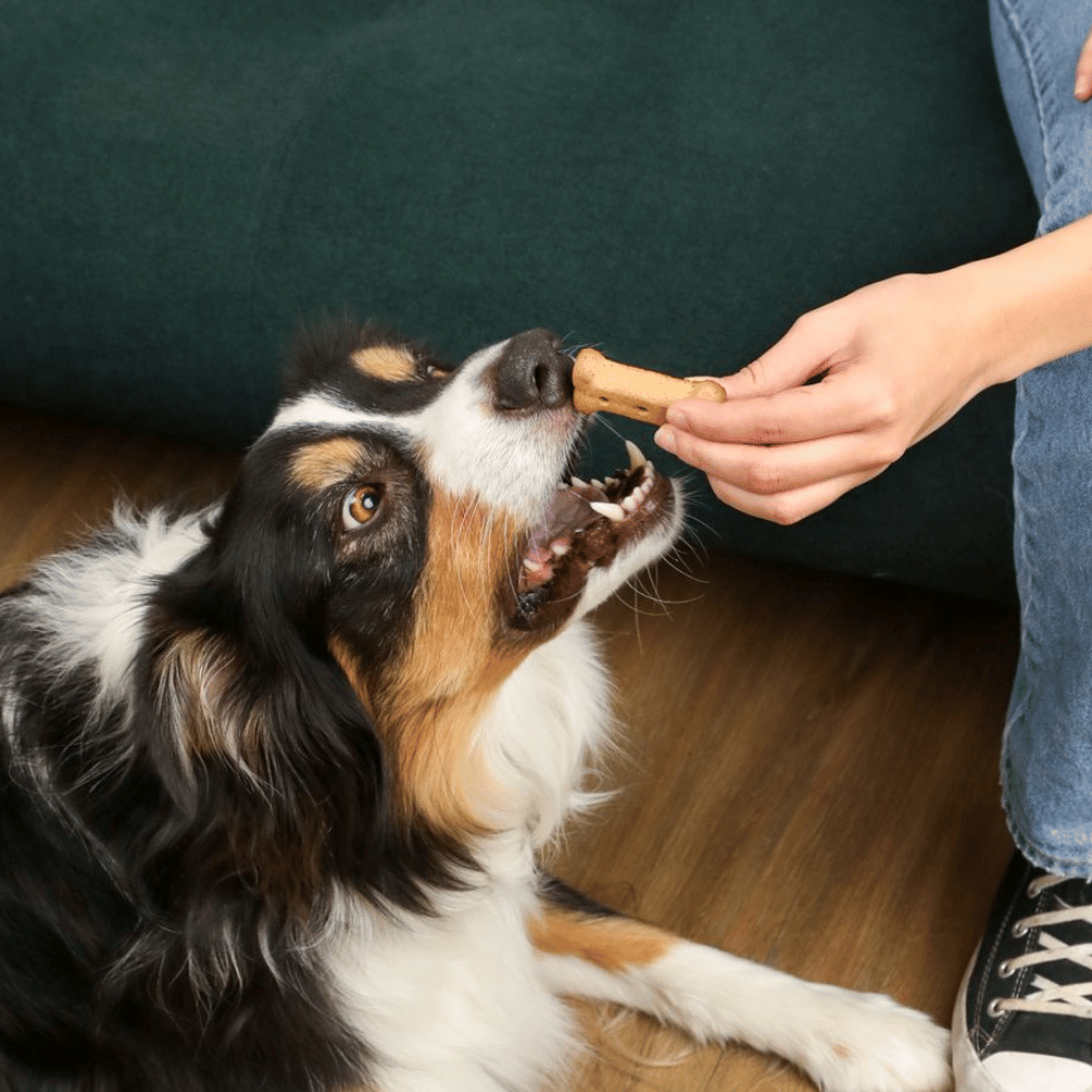 Tartar Shield® Dog Biscuits (26 oz) | Daily Dental Treats