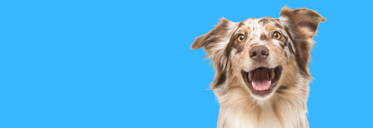 Tartar Shield | Cleaner, Healthier Teeth for Healthier, Happier Pets ...
