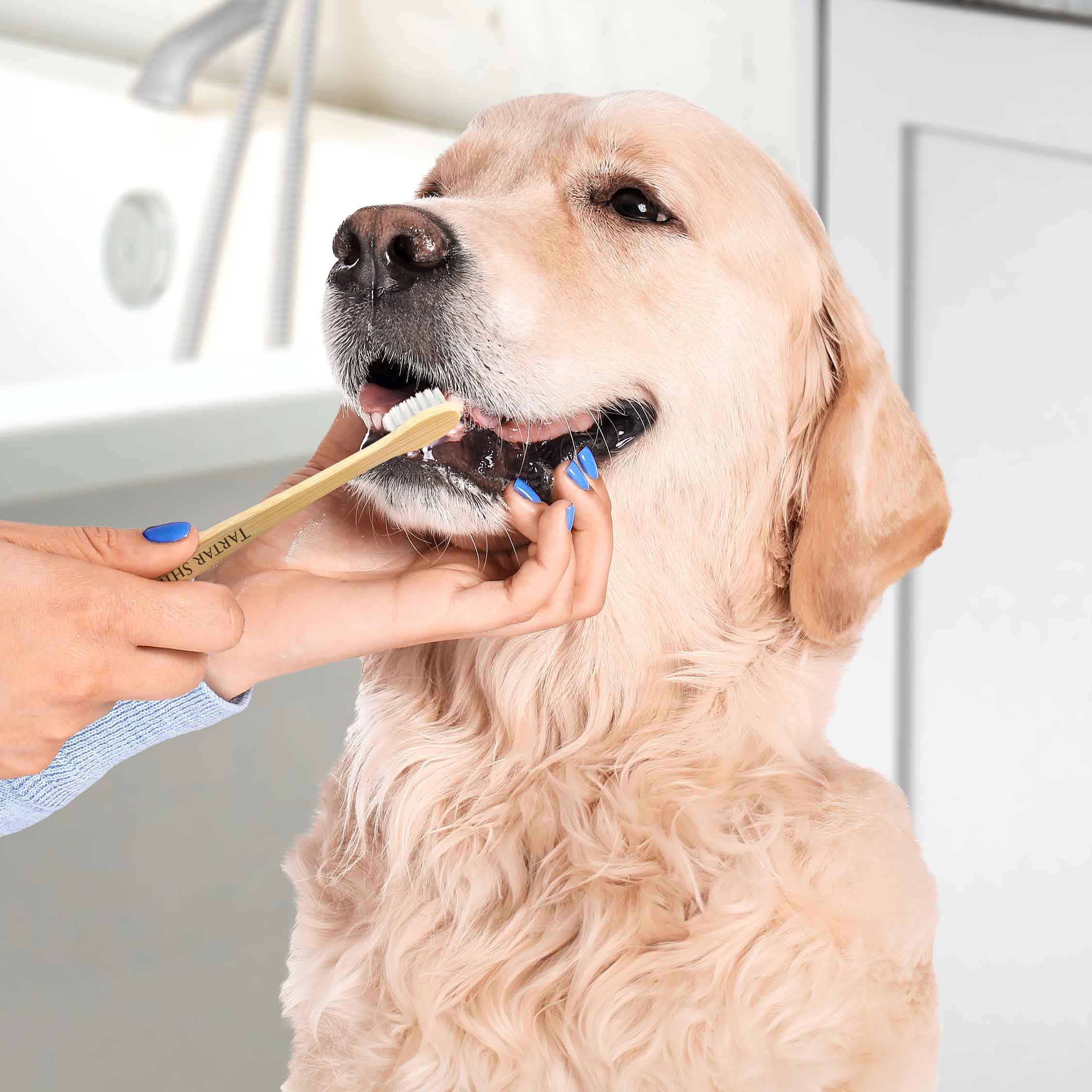 Tartar Shield® PRO CARE Toothpaste for Dogs & Cats | Tartar Shield