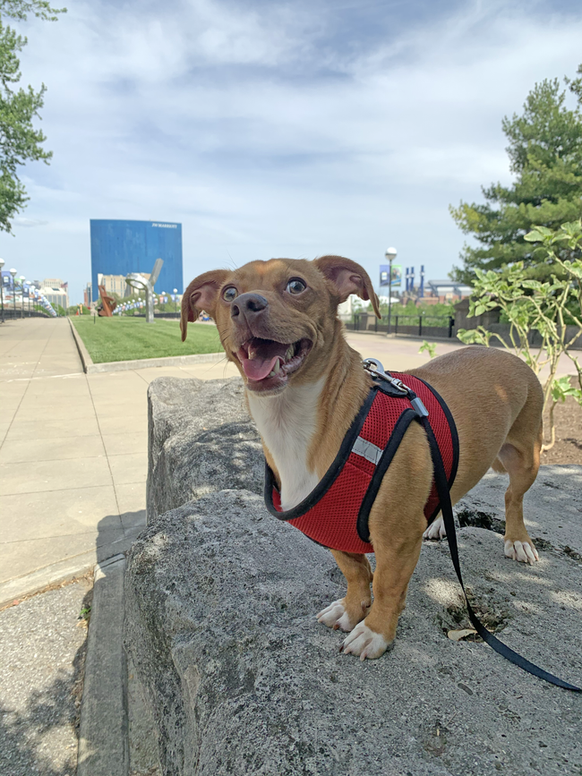 Tartar Shield | Cleaner, Healthier Teeth for Healthier, Happier Pets ...