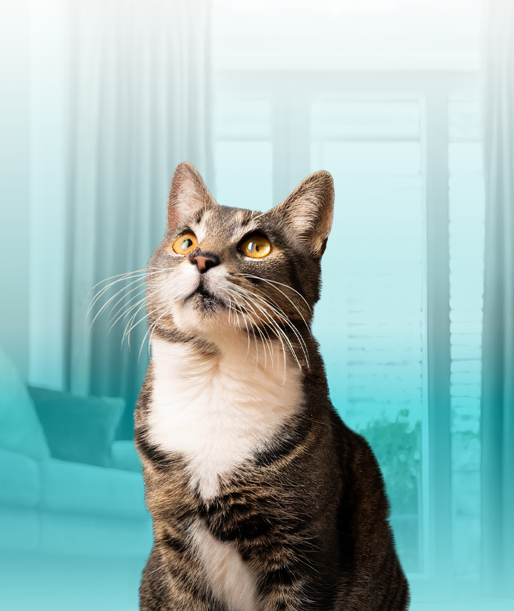 Shop All Tartar Shield Pet Products | Dog and Cat Dental Care