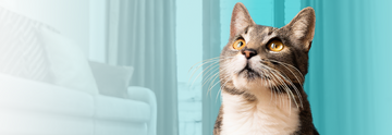 Tartar Shield® PRO CARE Toothpaste for Dogs & Cats | Tartar Shield