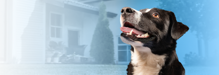 Tartar Shield | Cleaner, Healthier Teeth for Healthier, Happier Pets ...