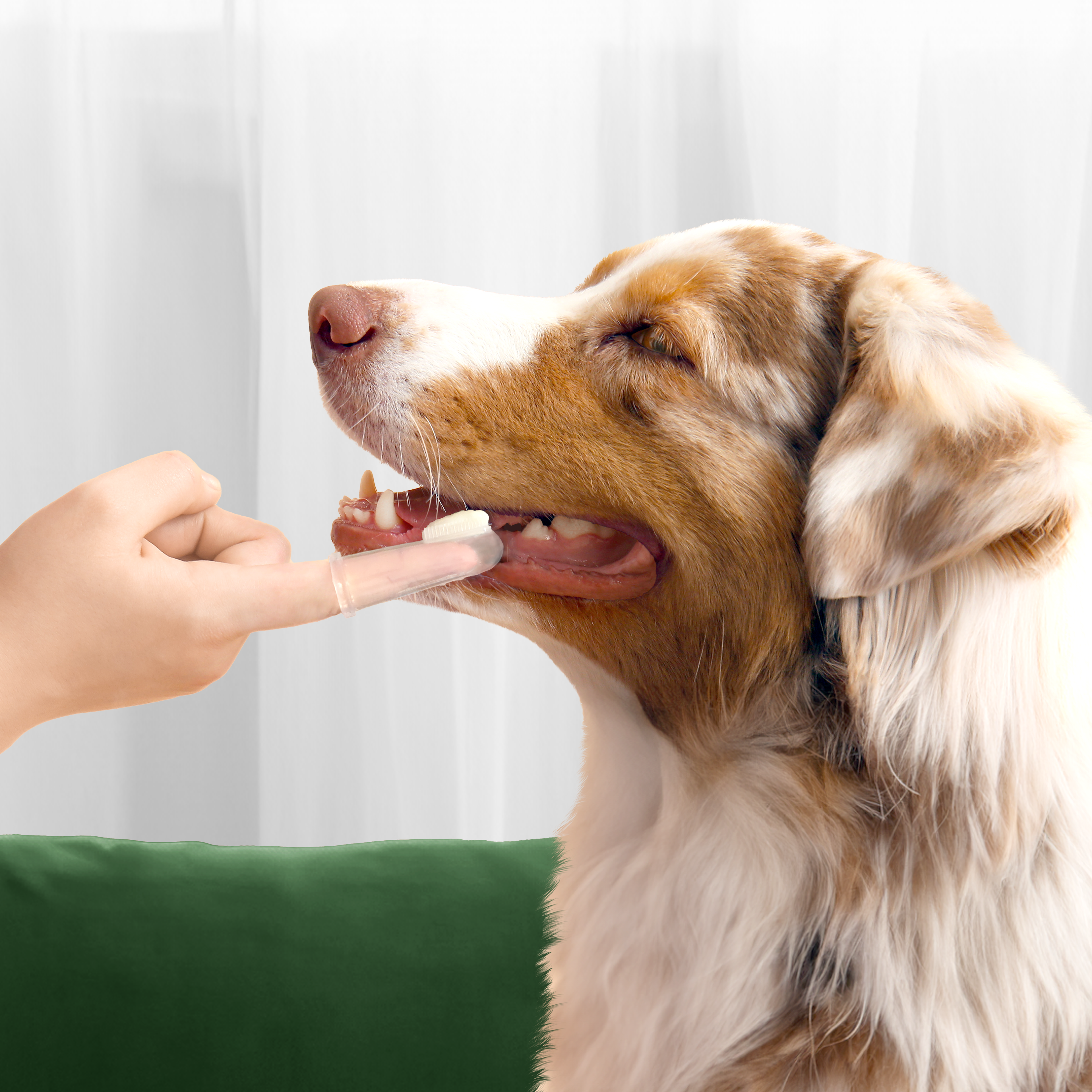 Tartar Shield® PRO CARE Toothpaste for Dogs & Cats | Tartar Shield
